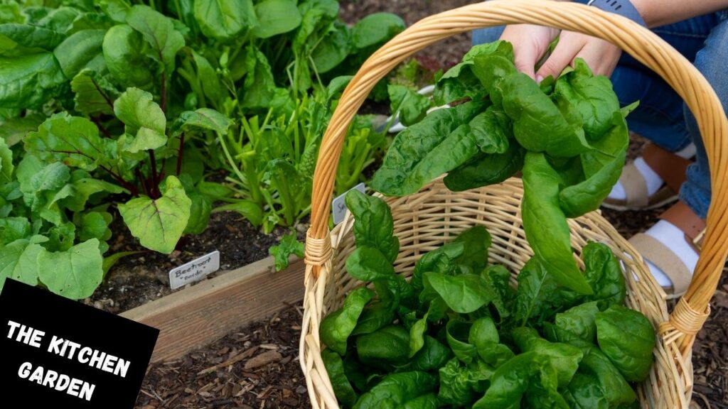 Project 1: School Kitchen Garden - Wisdom Imbibe Education